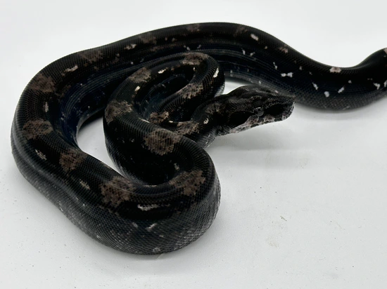 Black Devil (IMG RDR) Boa Constrictor by Carolina Herps
