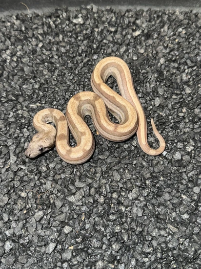 Super Rlt Ghost Het Albino Boa Constrictor by Carpy's Boas and Corns Snakes