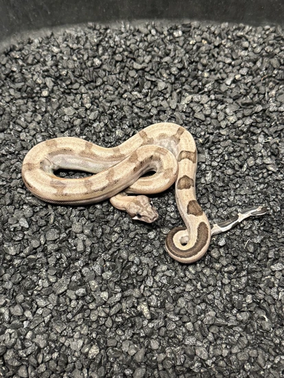 Rdr Black Eyed Anery Motley Fire Het Type 1 Anery Boa Constrictor by ...