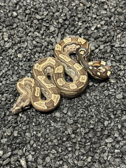 Motley Arabesque Het Rdr Bea And Type 1 Anery Boa Constrictor by Carpy ...