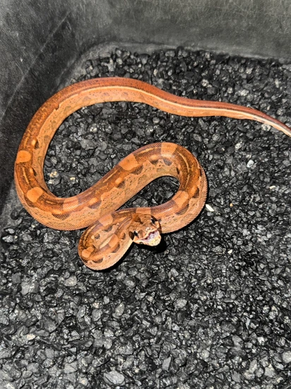 Hypo Aby Aztec Het Rdr Bea And Sharp Albino Boa Constrictor by Carpy's ...