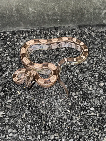 Rdr Black Eyed Anery Motley Het Type 1 Anery Boa Constrictor by Carpy's ...