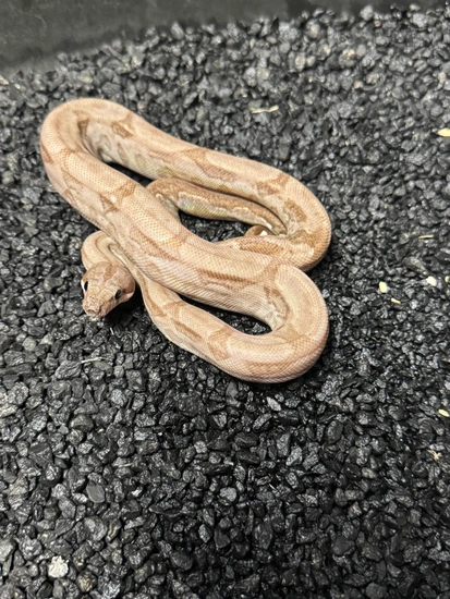 Rdr Ghost Ca T+ Boa Constrictor by Carpy's Boas and Corns Snakes