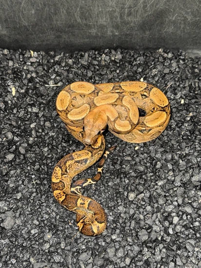 Key West 66% Het Rdr Bea Boa Constrictor by Carpy's Boas and Corns Snakes