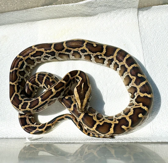 Normal, 50% Het Pied, 100% DH Albino/ Granite, POS Het Caramel Burmese ...