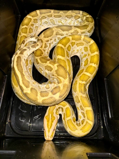 🔥 No Reserve 🔥 Hypo, 100% Double Het Albino/ Granite Burmese Python by ...