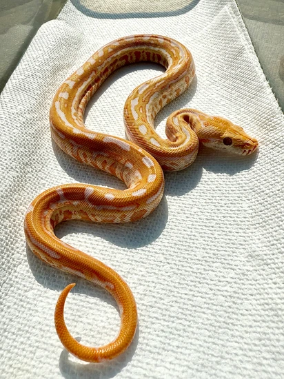 🔥 No Reserve 🔥 Labyrinth Albino Burmese Python by Brooknorth Exotics