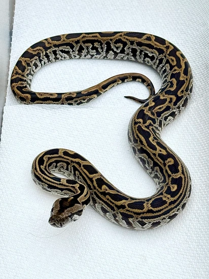 No Reserve *** Labyrinth 100% Albino Burmese Python by Brooknorth Exotics