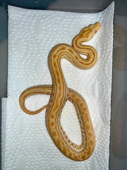 💎 No Reserve 💎 Pearl Labyrinth Burmese Python by Brooknorth Exotics
