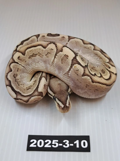 Bamboo Het Ultramel Ball Python by Dark Arts Mutations