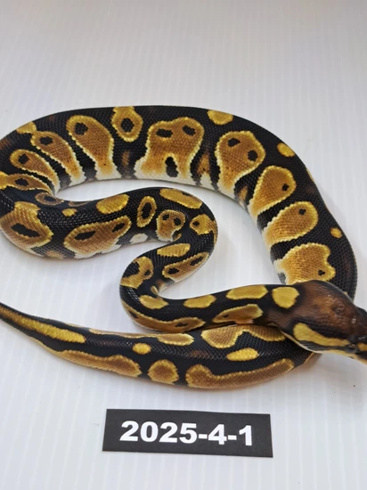 Scrambler Ball Python by Dark Arts Mutations