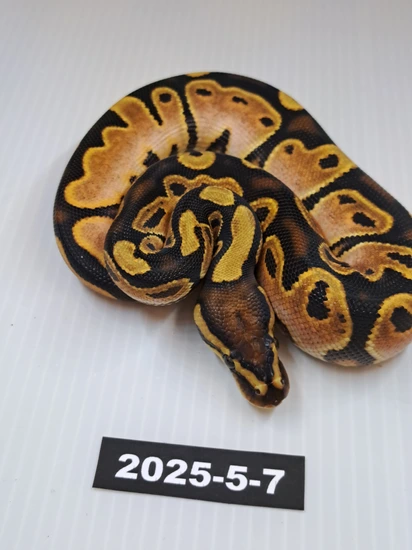 Scrambler, Calico, Yellow Belly, Pos Orange Dream Ball Python by Dark ...