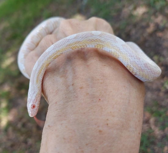 Yearling Halo, Shipping Included Corn Snake by BrightHope Snakes