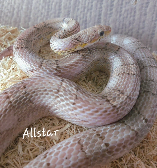 Allstar, RF Halo Strawberry Granite Het Amel Corn Snake by BrightHope ...