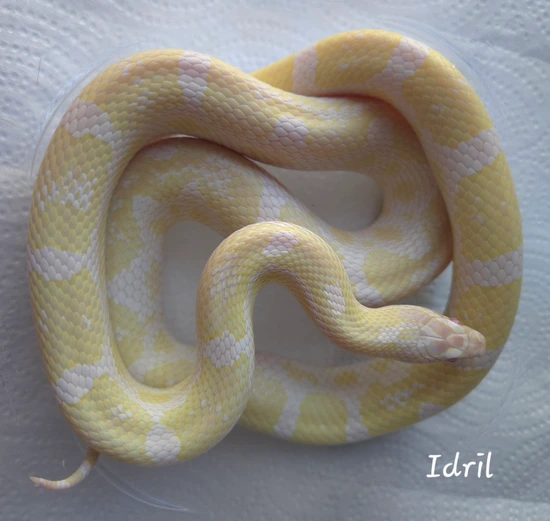 Idril, RF Aberrant Green Blotch Snow 50% Ph Motley Corn Snake by ...