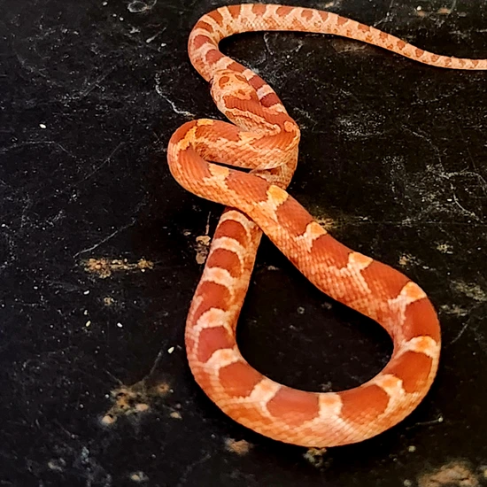 Sharp Looking Blood Red Corn Snake by Casa Grande Reptiles
