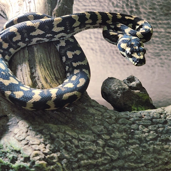 Outstanding Line Jungle Carpet Python by Casa Grande Reptiles