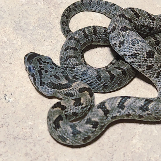Mexican Bairds Baird's Rat Snake by Casa Grande Reptiles