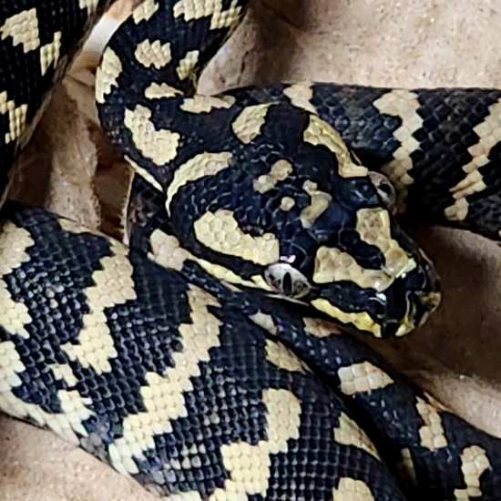 Top Shelf Girl Jungle Carpet Python by Casa Grande Reptiles