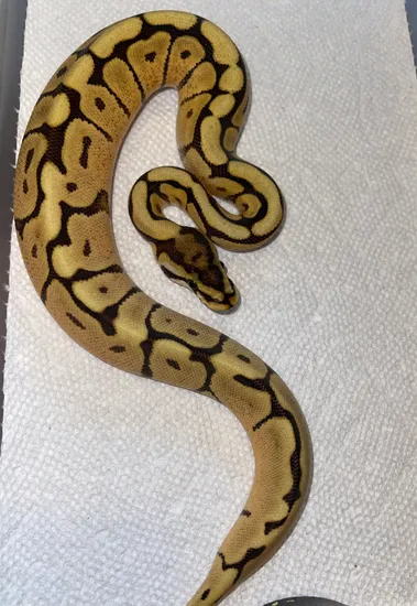 Spider 50% Double Het Monsoon Lavender Ball Python by Reptibuy