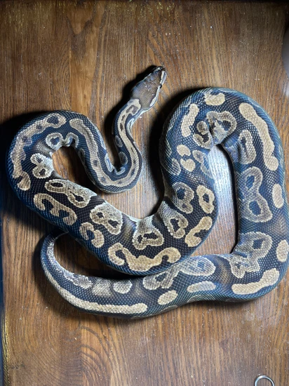 Black Granite Ball Python by Morph Academy