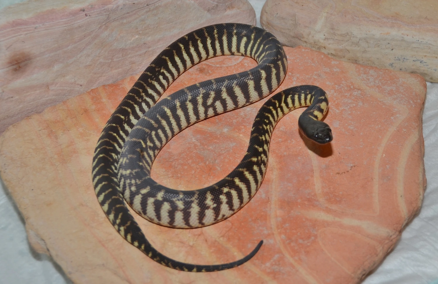 Casey Lazik Reptiles's Collection - MorphMarket