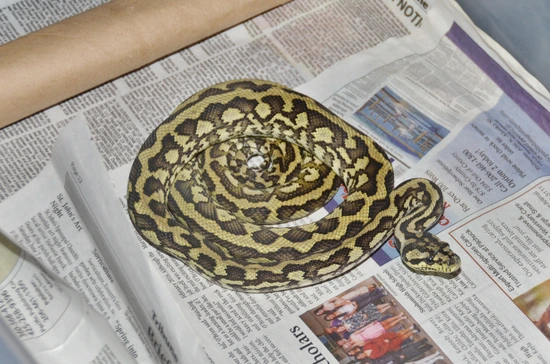 Julatten Female Jungle Carpet Python by Casey Lazik Reptiles