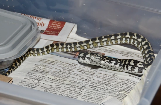 Julatten Male 2023 Jungle Carpet Python by Casey Lazik Reptiles