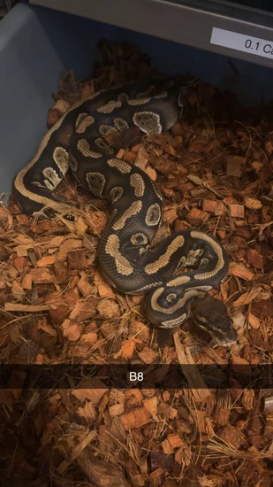 Stranger Ph Clown Pied Ball Python by Nodak reptiles