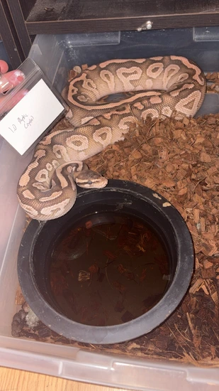 Mystic Crystal Ball Python by Nodak reptiles