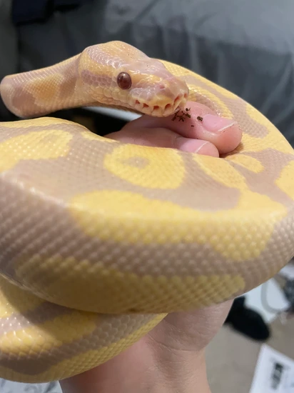 Candy Albino 100% Het Pied Ball Python by Rogue Planet Reptiles