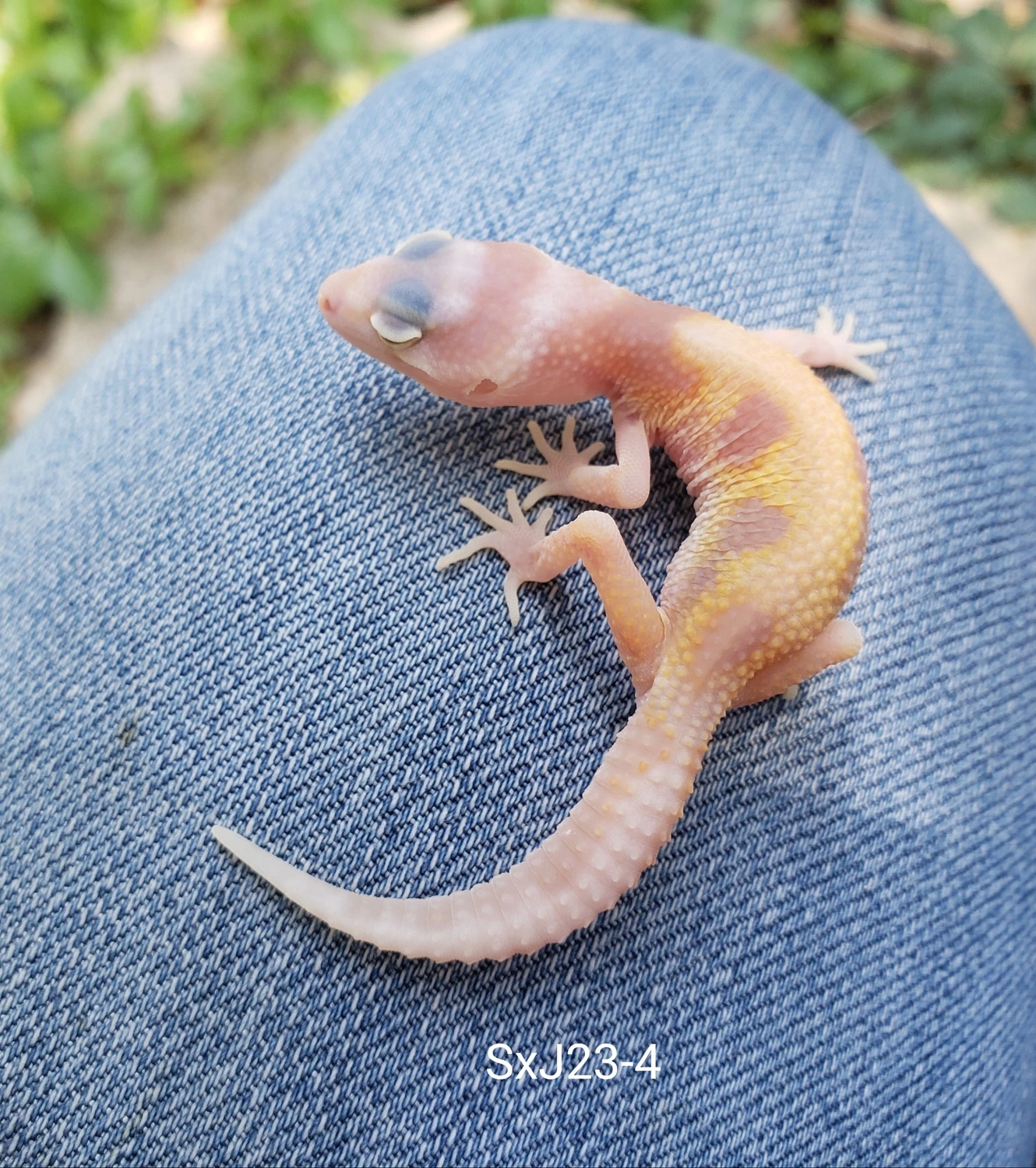Leopard Gecko Clutch: SxJ23-4 by GwenGecko - MorphMarket