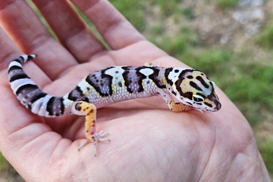 Laurel - Mack Snow Het RAPTOR Leopard Gecko by GwenGecko