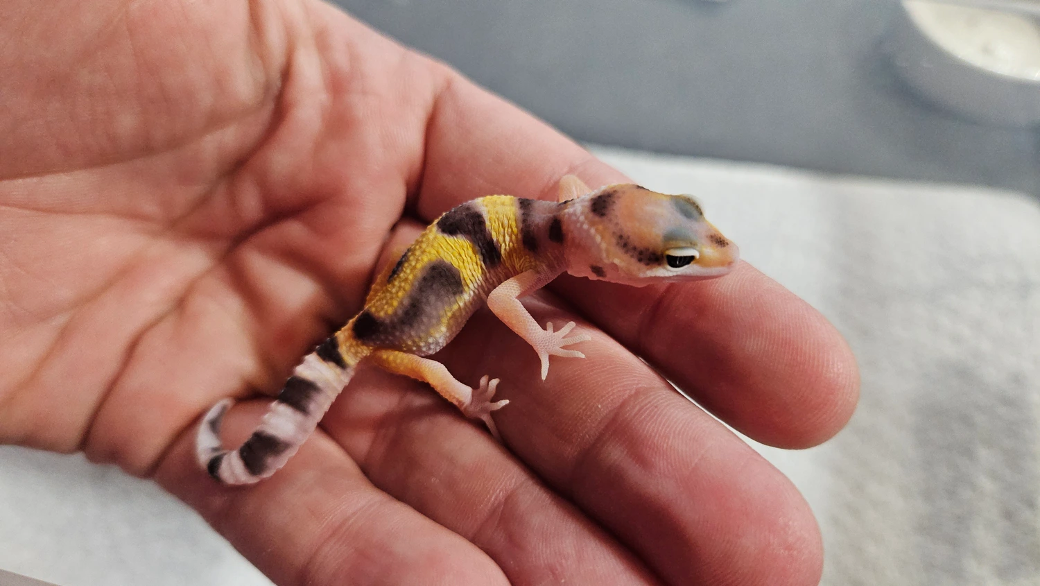 Leopard Gecko Clutch: AxA25-5 by GwenGecko - MorphMarket