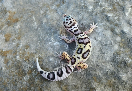 Yarrow - Bold White & Yellow Mack Snow Het RAPTOR Leopard Gecko by ...