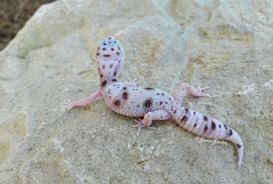 Bean - High Expression White & Yellow Mack Snow Het RAPTOR Leopard ...