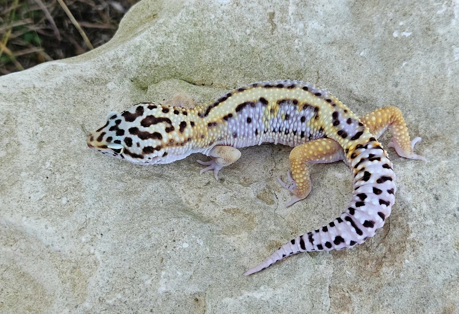 GwenGecko's Collection - MorphMarket