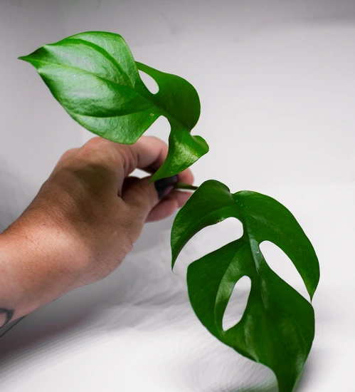 Mini Monstera Rooted Cutting (Monstera Minima) Terrarium Plant by ...