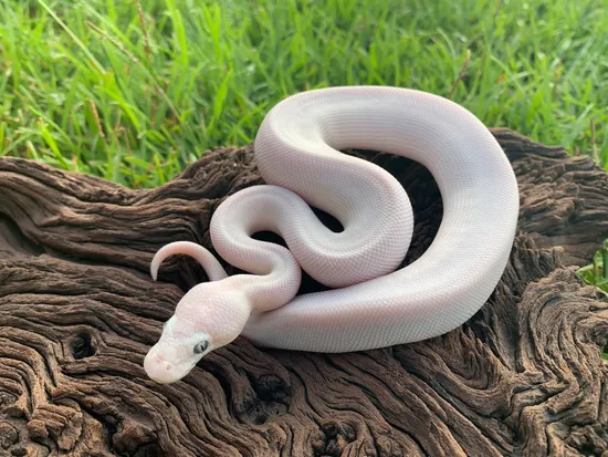 BEL Butter Mojave 100% Het Clown + Ball Python by Cypress Grove Reptiles