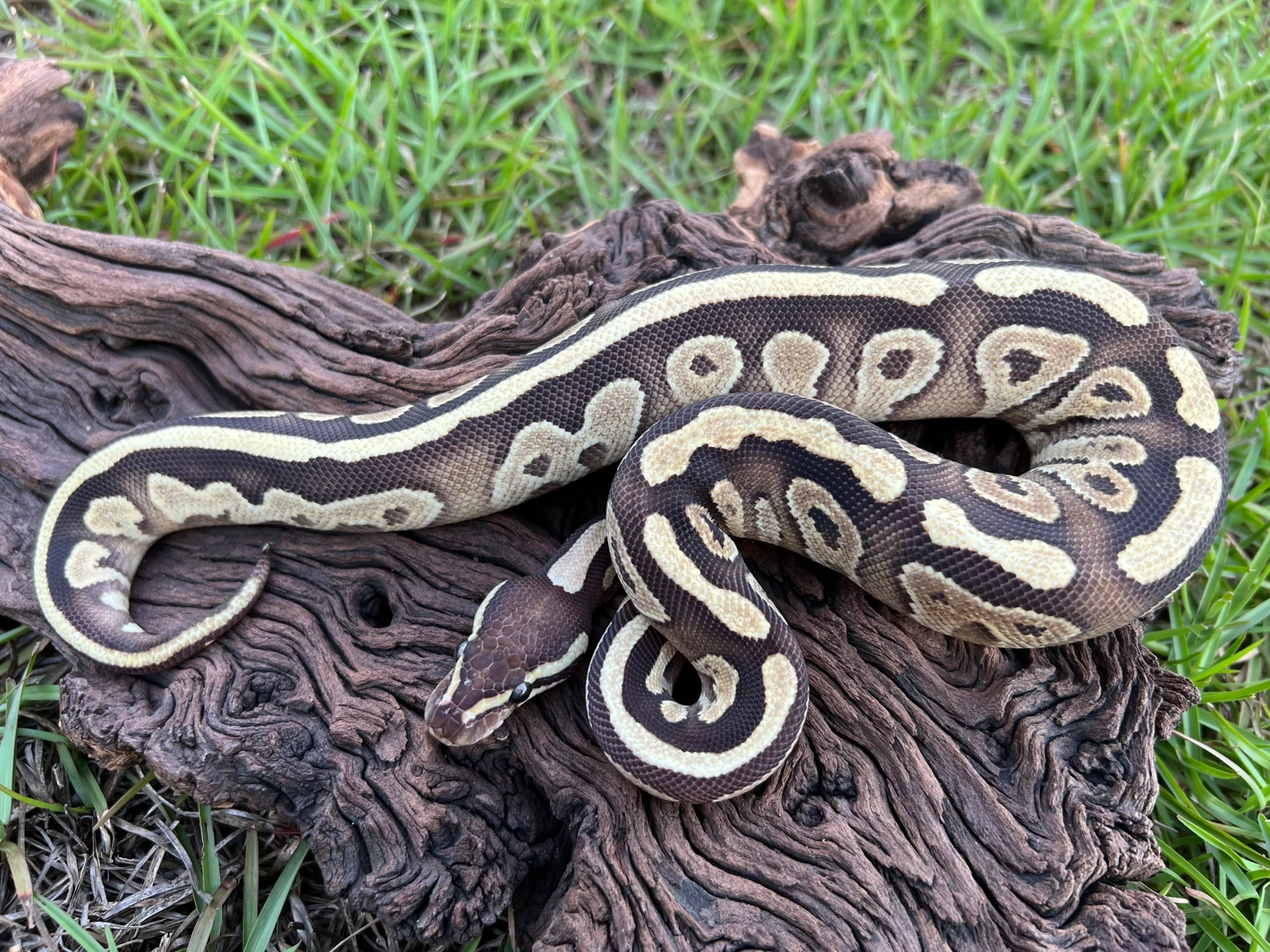 Mojave Arroyo Ball Python by Cypress Grove Reptiles