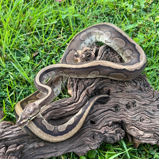 Red Stripe Fire Arroyo Ball Python by Cypress Grove Reptiles