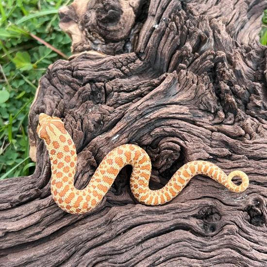 Toffee Belly Lemon Ghost Western Hognose by Cypress Grove Reptiles