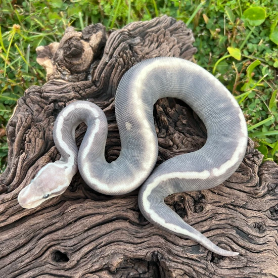 Phantom GHI Pastel Yellow Belly Ball Python by Cypress Grove Reptiles