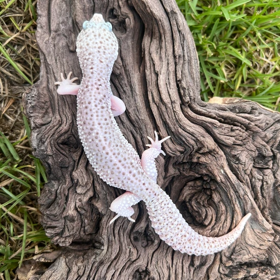 Super Snow Eclipse Het MP Leopard Gecko by Cypress Grove Reptiles