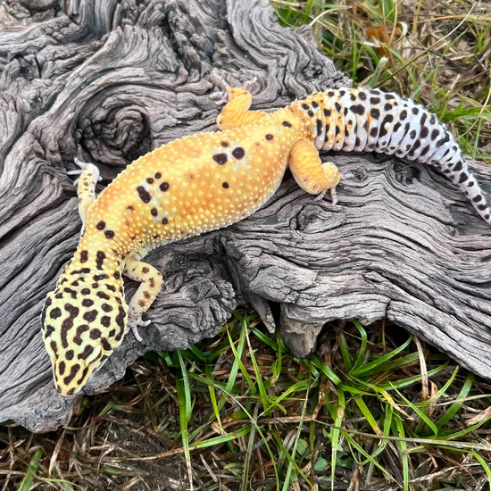 Super Giant Blood Emerine Leopard Gecko by Cypress Grove Reptiles