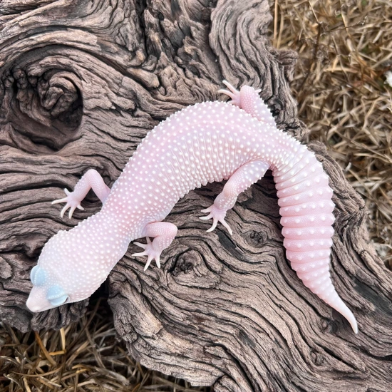 Diablo Blanco Leopard Gecko by Cypress Grove Reptiles