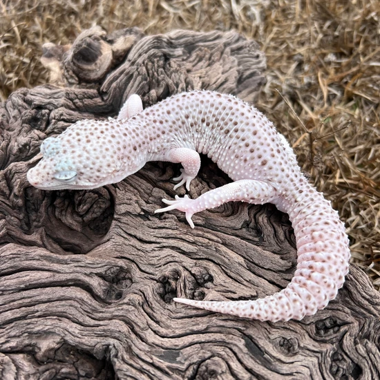 Total Eclipse Leopard Gecko by Cypress Grove Reptiles