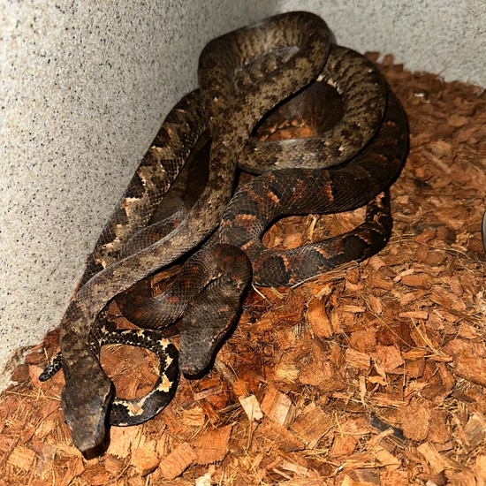 Solomon Island Tree Boas (C. Bibroni) Solomon Island Boa by CAW Exotics