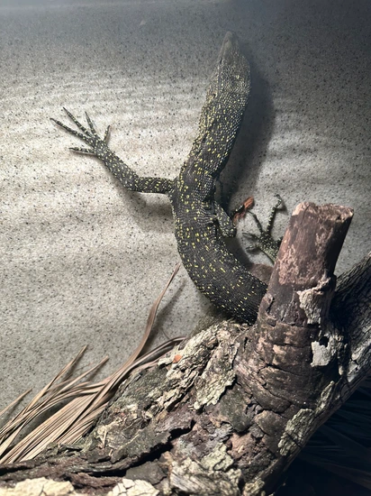 Gold Spotted Tree Monitor Golden-Spotted Tree Monitor by CAW Exotics