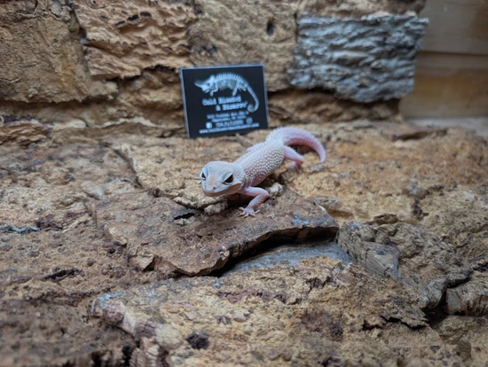 Diablo Blanco Leopard Gecko by Cold Blooded And Bizarre